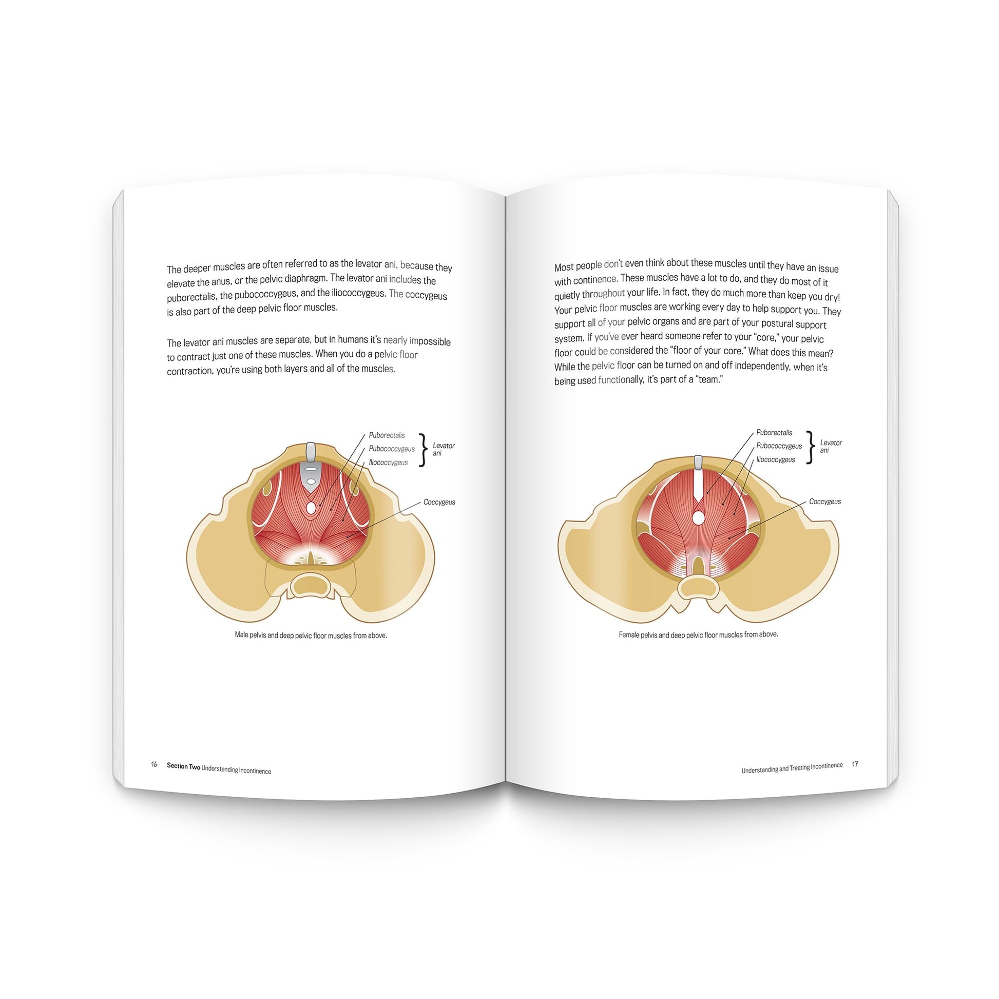 Understanding and Treating Incontinence: What Causes Urinary ...