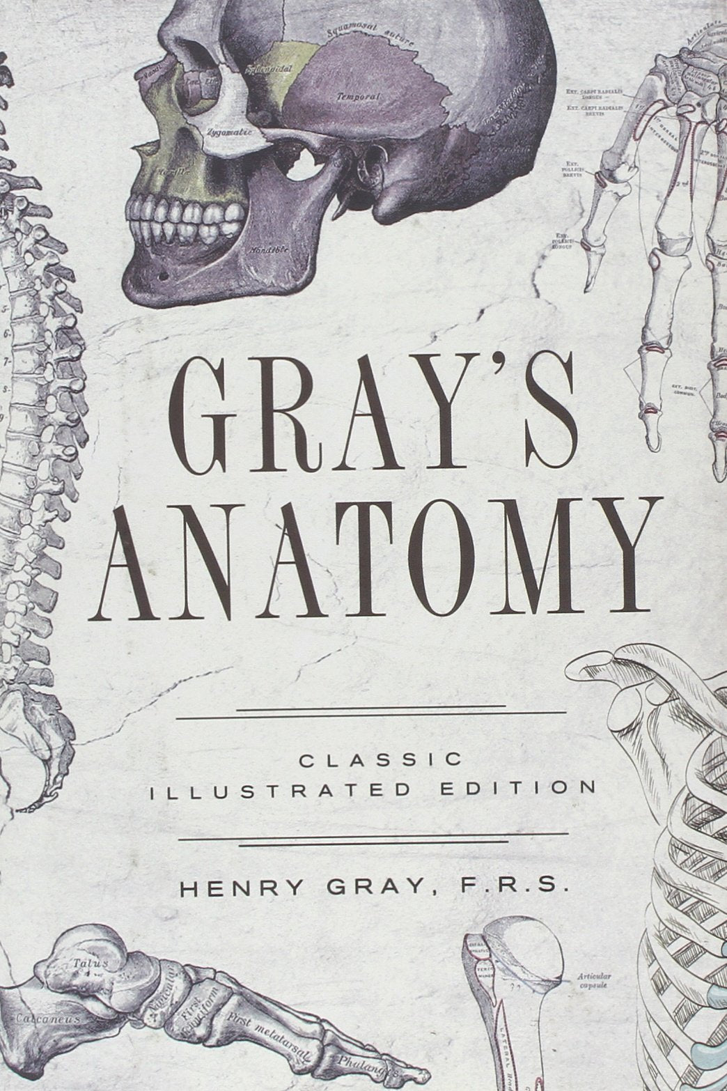 Gray's Anatomy: Classic Illustrated Edition (Fall River Classics) Used ...